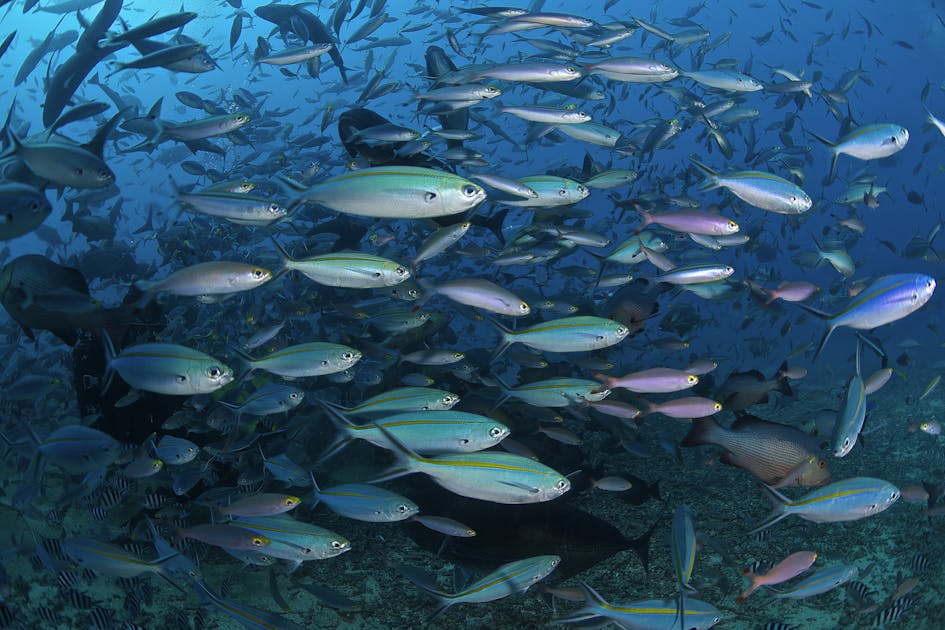 News spotlight How many fish in the sea Less than we thought